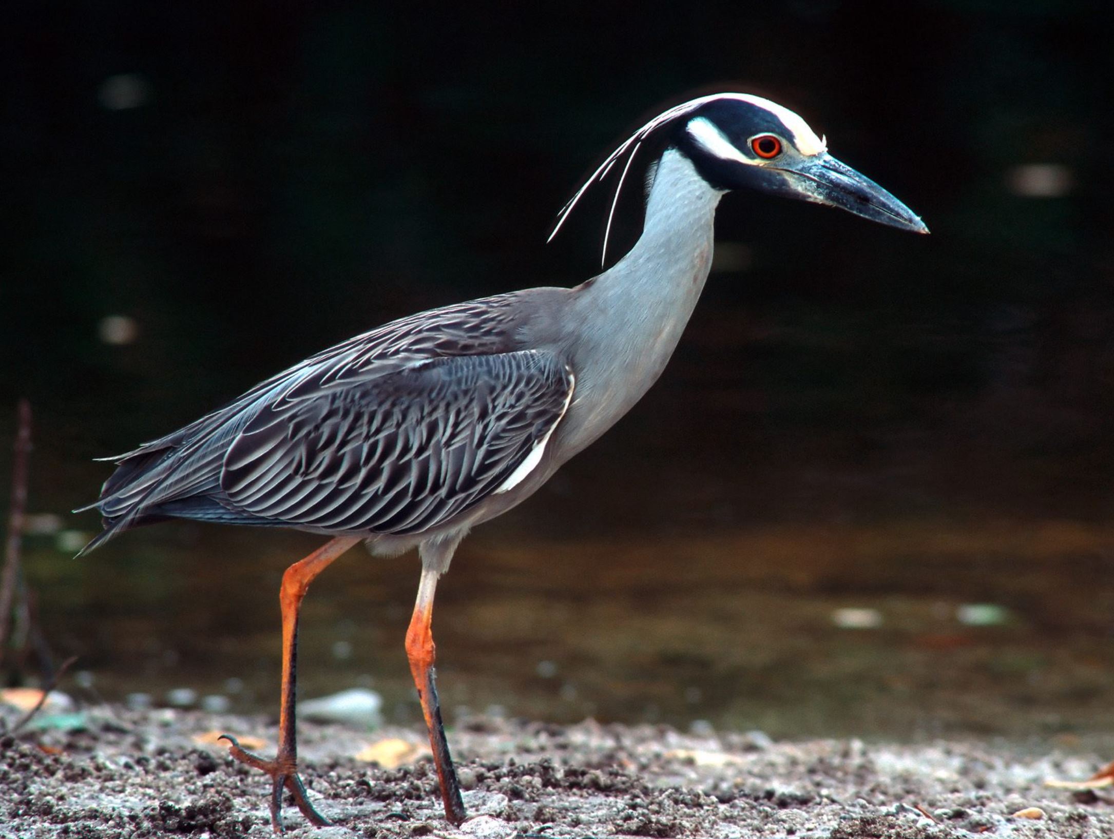 Yellow crowned Night Heron Galapagos Cruises